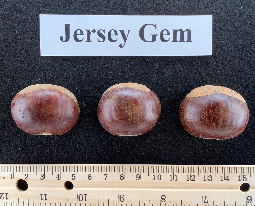 Jersey Gem – Chestnut Improvement Network