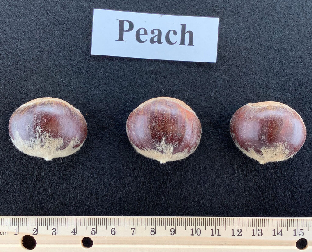 Peach – Chestnut Improvement Network